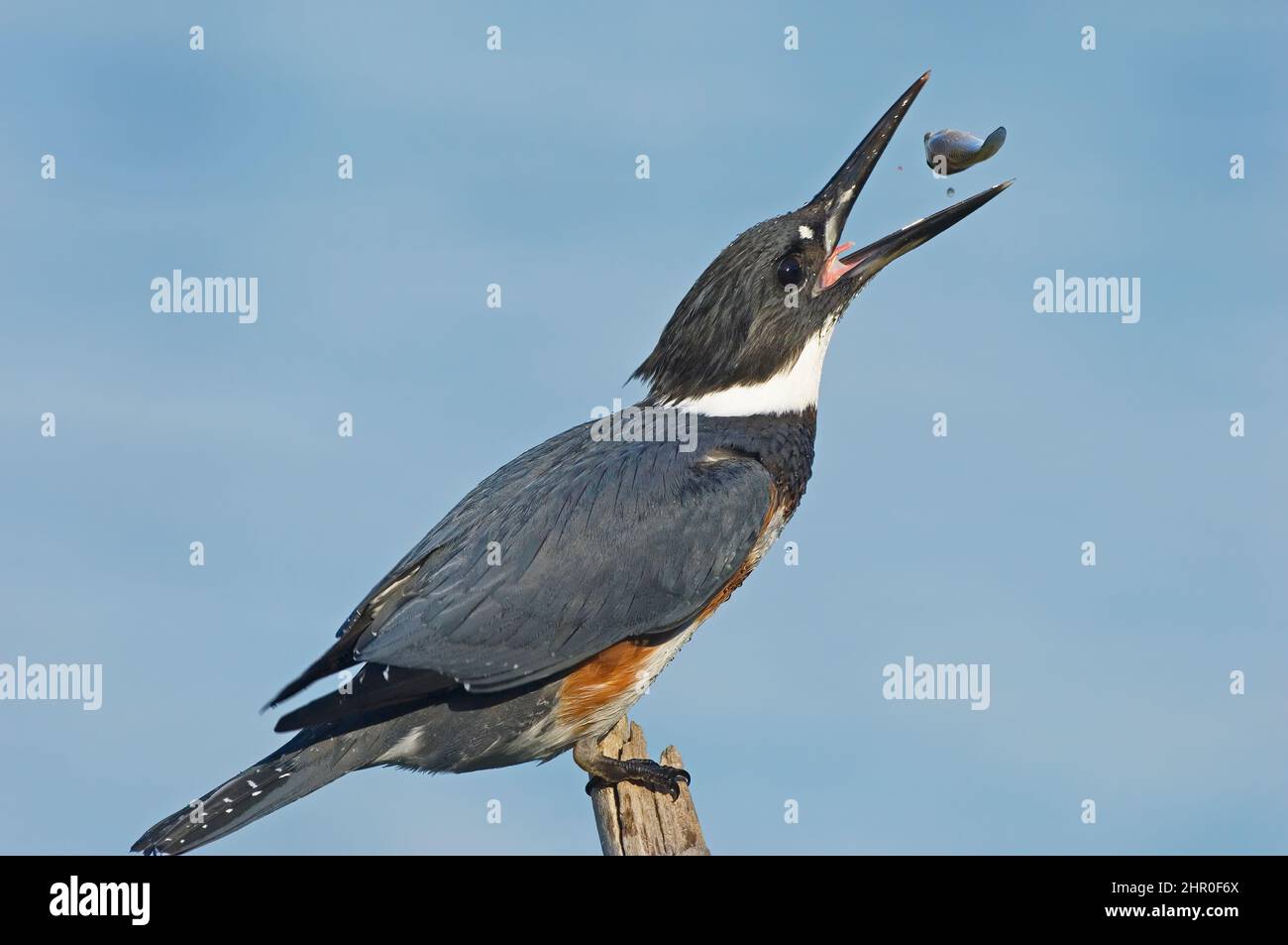 Juggling fish hi-res stock photography and images - Alamy