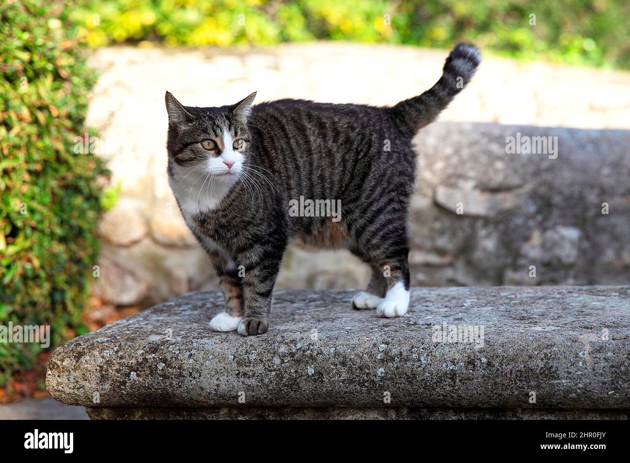 Cat standing on a stone bench Stock Photo - Alamy