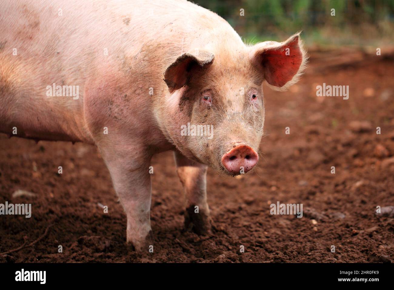 Pig of wide white breed and duroc outdoor, Vaucluse, France Stock Photo ...