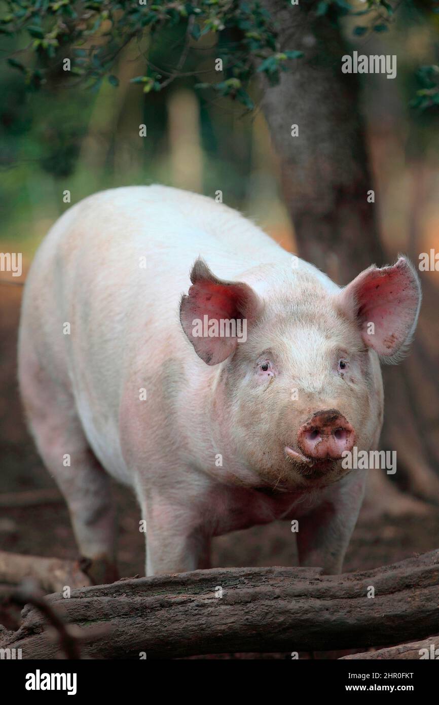Pig of wide white breed and duroc outdoor, Vaucluse, France Stock Photo ...