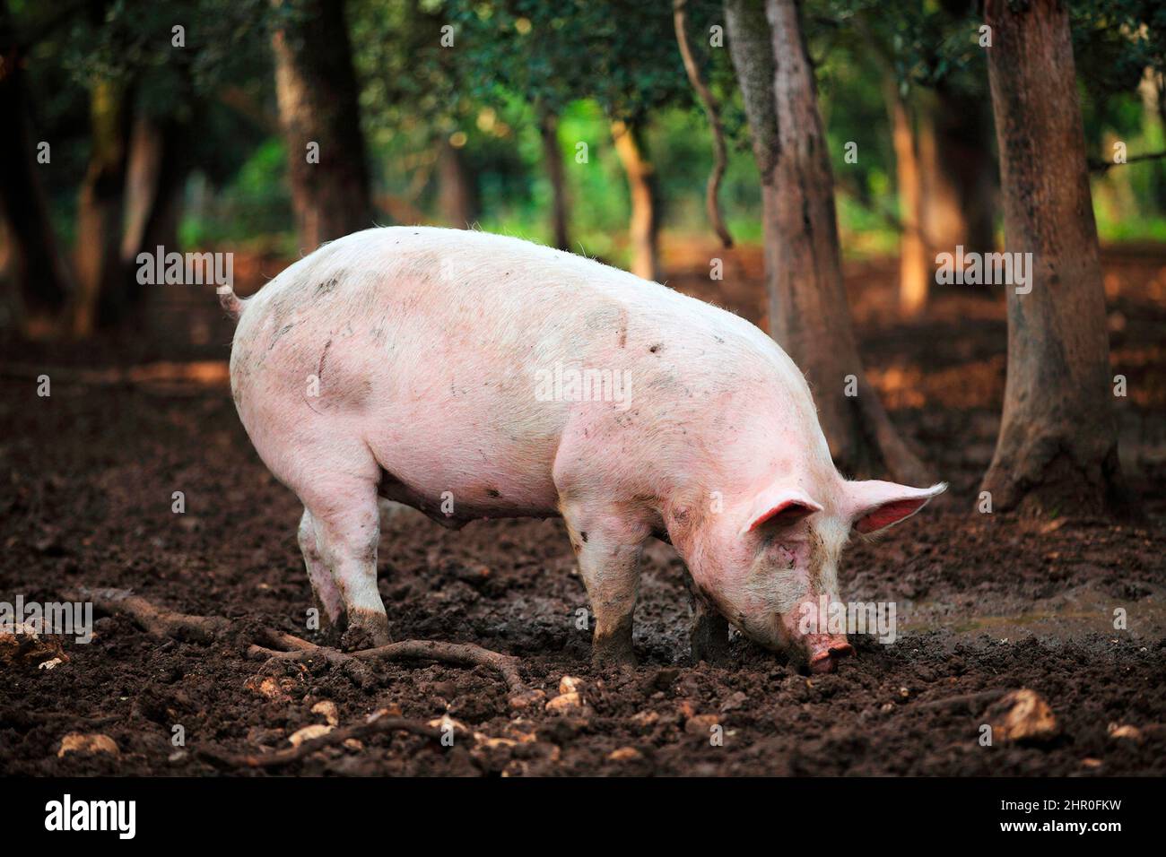 Pig of wide white breed and duroc outdoor, Vaucluse, France Stock Photo ...