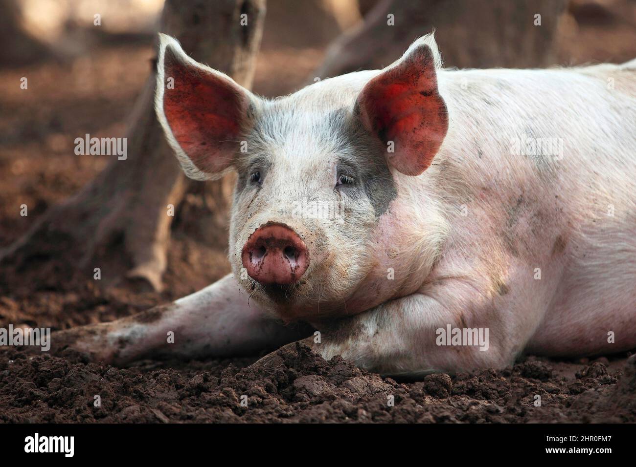Pig of wide white breed and duroc outdoor, Vaucluse, France Stock Photo ...