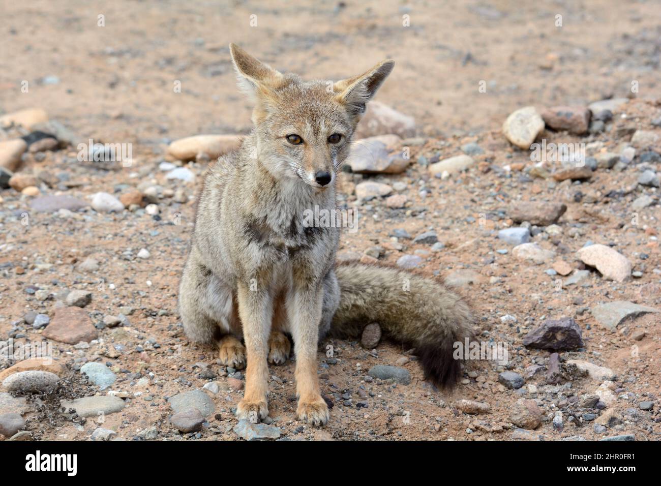 South American Grey Fox (Lycalopex griseus) adult in desert area ...