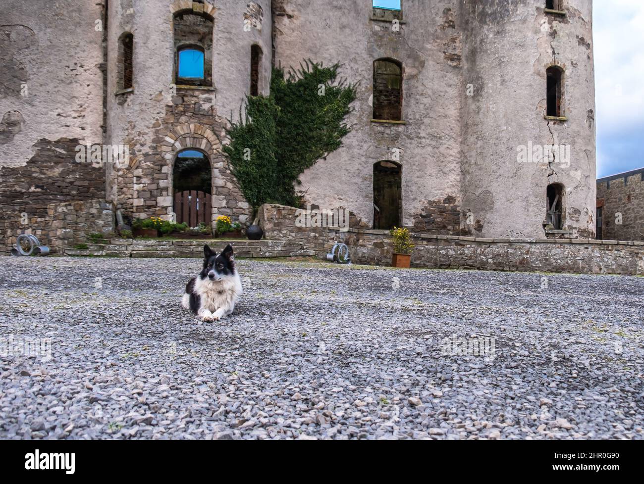 Border collie resting in front of a castle in Ireland Stock Photo - Alamy