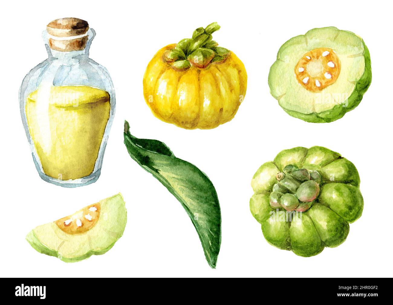 Herbal medicinal Garcinia cambogia tincture set, superfood, antioxidant ...
