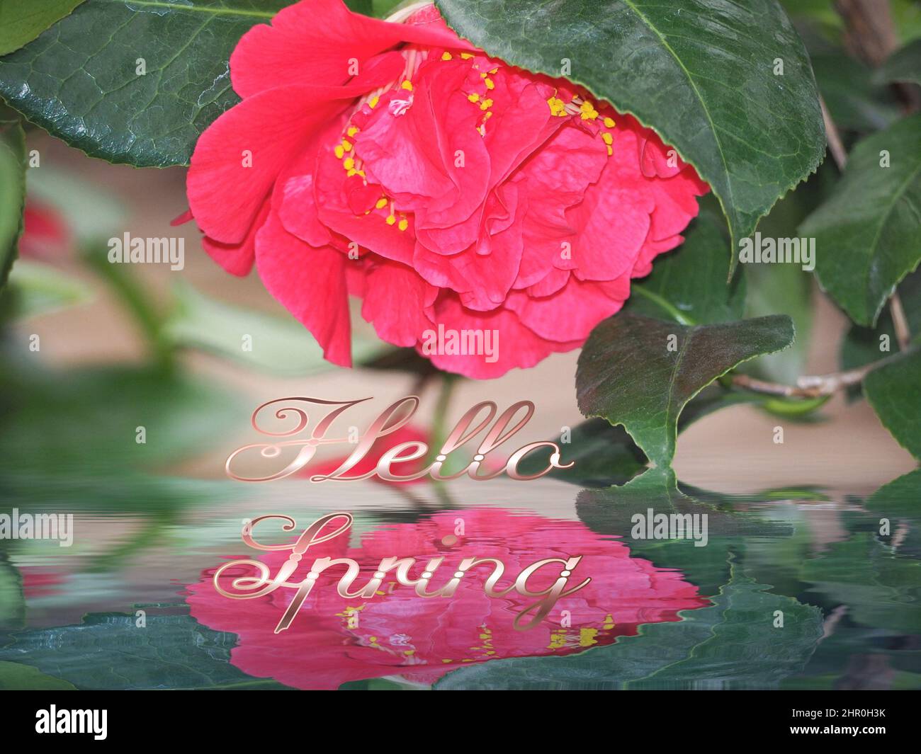 Hello spring background with flowers and copy space for design Stock ...