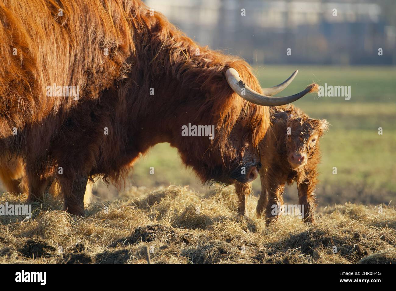 Scottish highlander hi-res stock photography and images - Alamy