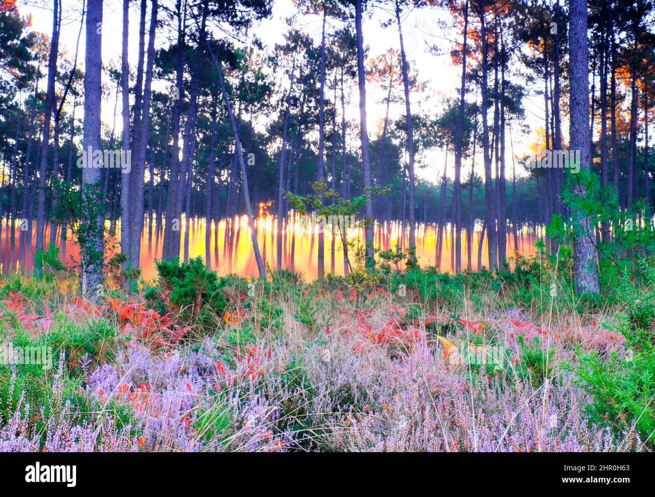 Landes de gascogne regional park hi-res stock photography and images ...