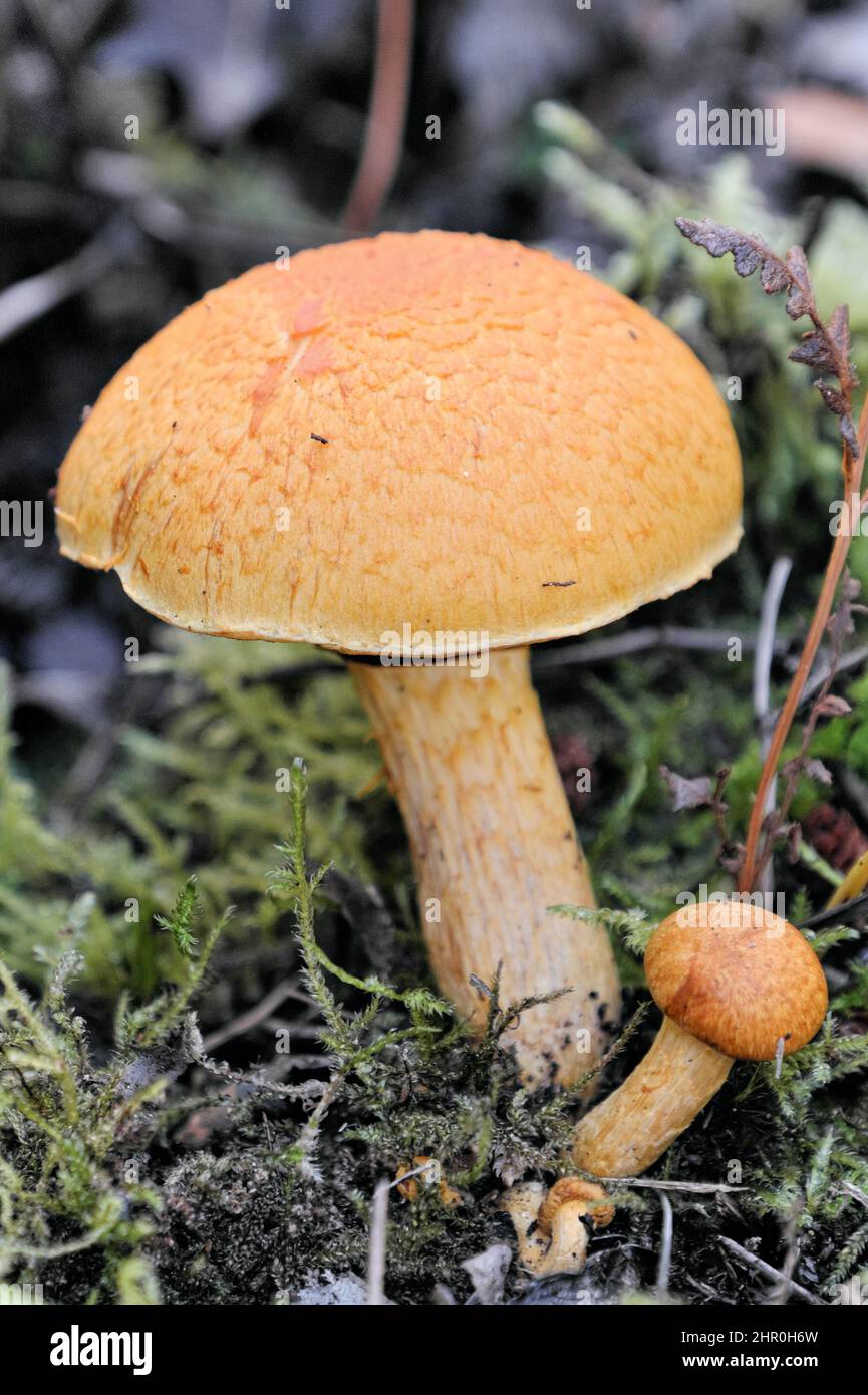 Mushroom, Variety Bolet, Landes, France Stock Photo - Alamy
