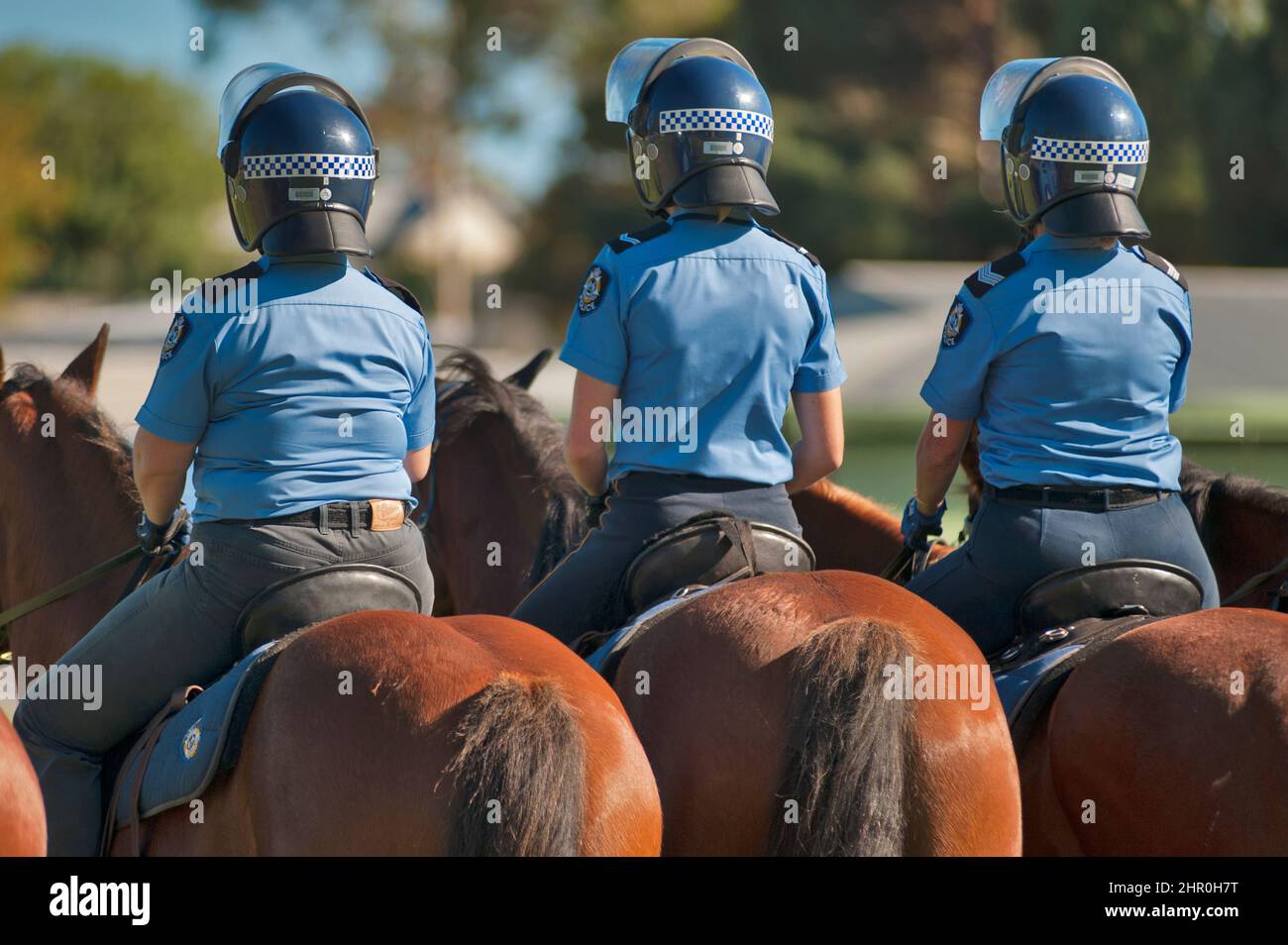 Western Australia Police (WAPOL) mounted police section in action Stock ...
