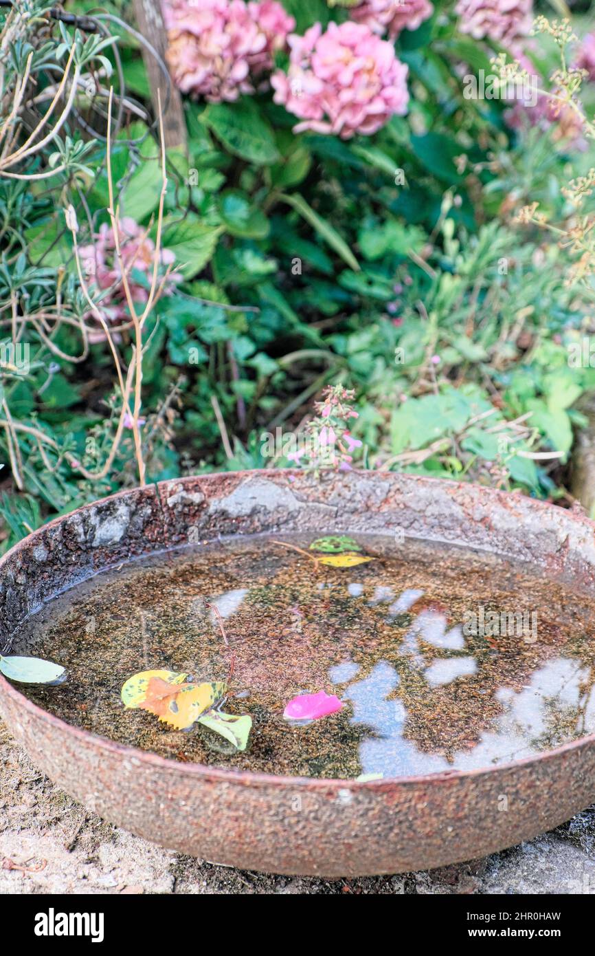 Stegomyia albopictus hi-res stock photography and images - Alamy