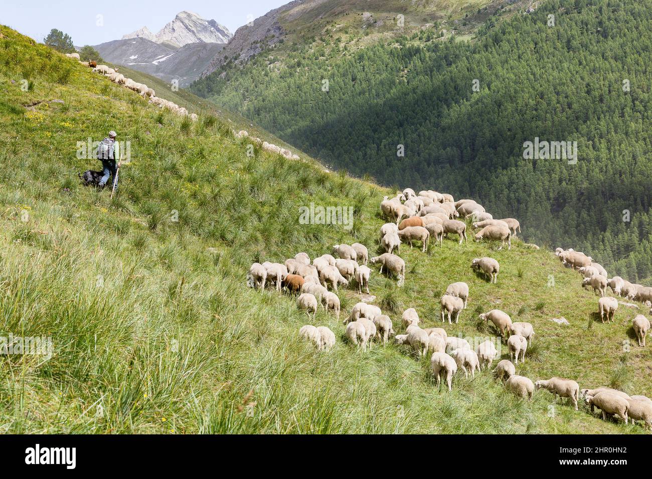 Shepherd and herd of sheep, Queyras Regional Natural Park, Hautes-Alpes ...