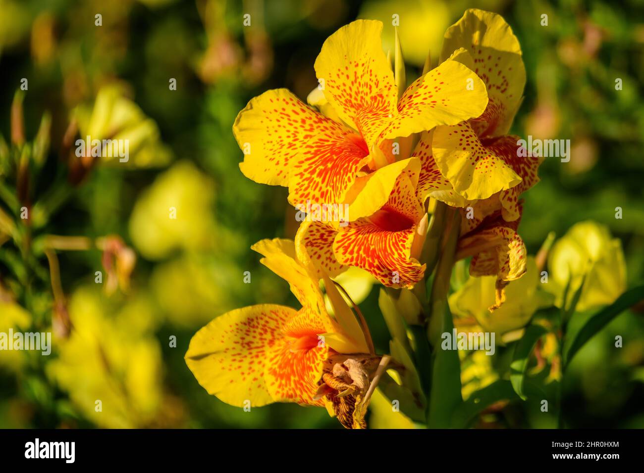 Vivid yellow and red flowers of Canna indica, commonly known as Indian ...