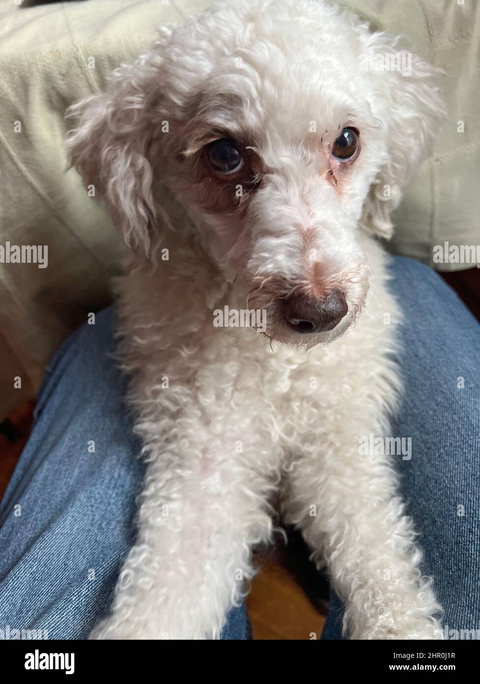 Poodle coat hi-res stock photography and images - Alamy
