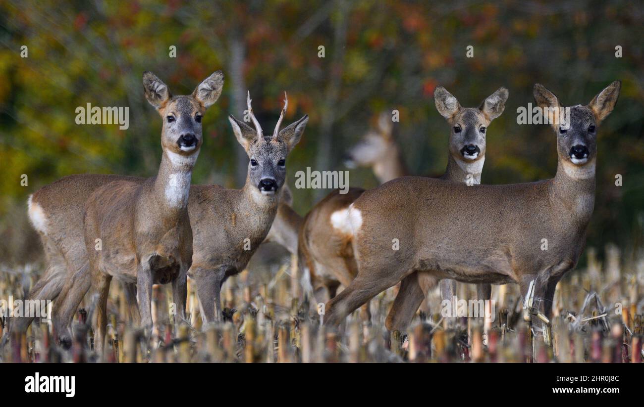 Roe deer (Capreolus capreolus) fall herd in a corn field, Vosges du ...
