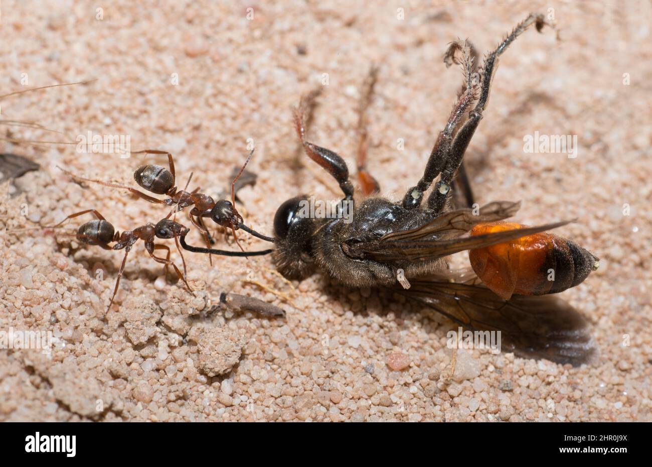 Slavemaker ants formica sanguinea hi-res stock photography and images ...