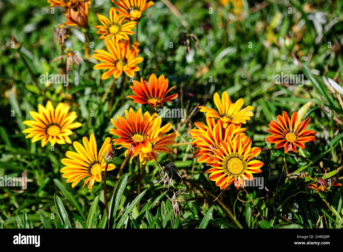 Orange gazania flowers hi-res stock photography and images - Alamy