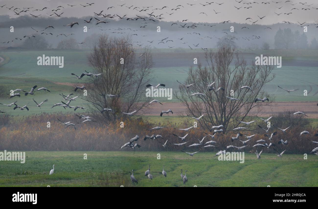 Common Cranes (Grus grus) in autumn migration, Lorraine Regional Nature ...