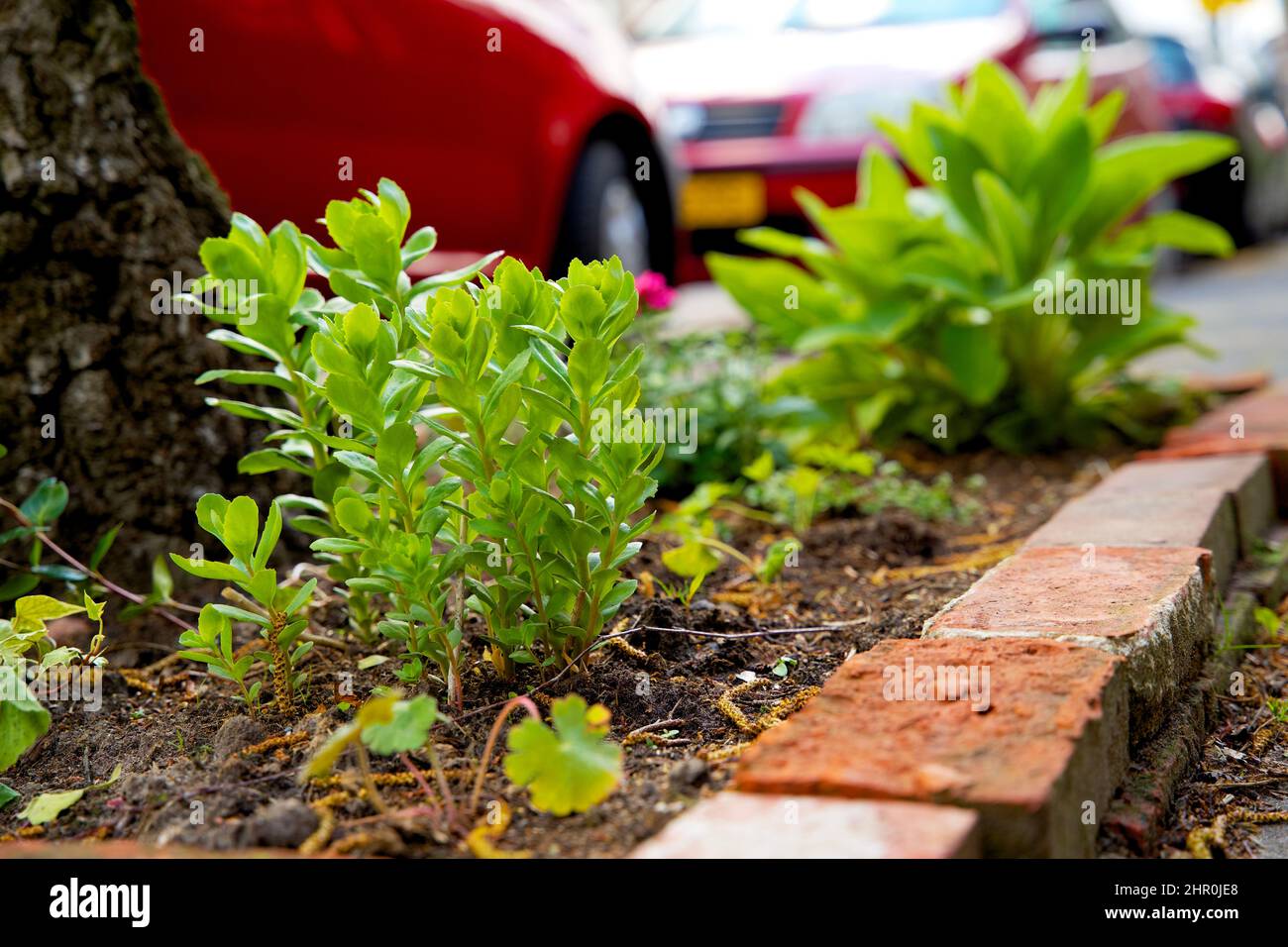 Tiny tree trunk garden around the foot of a tree in the fall in the ...