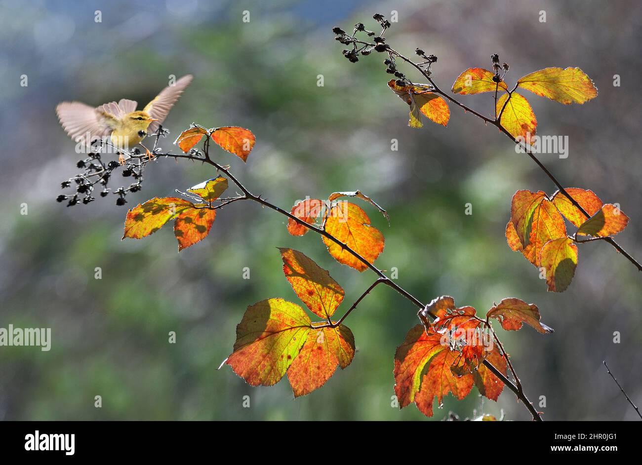 Three inserts hi-res stock photography and images - Alamy