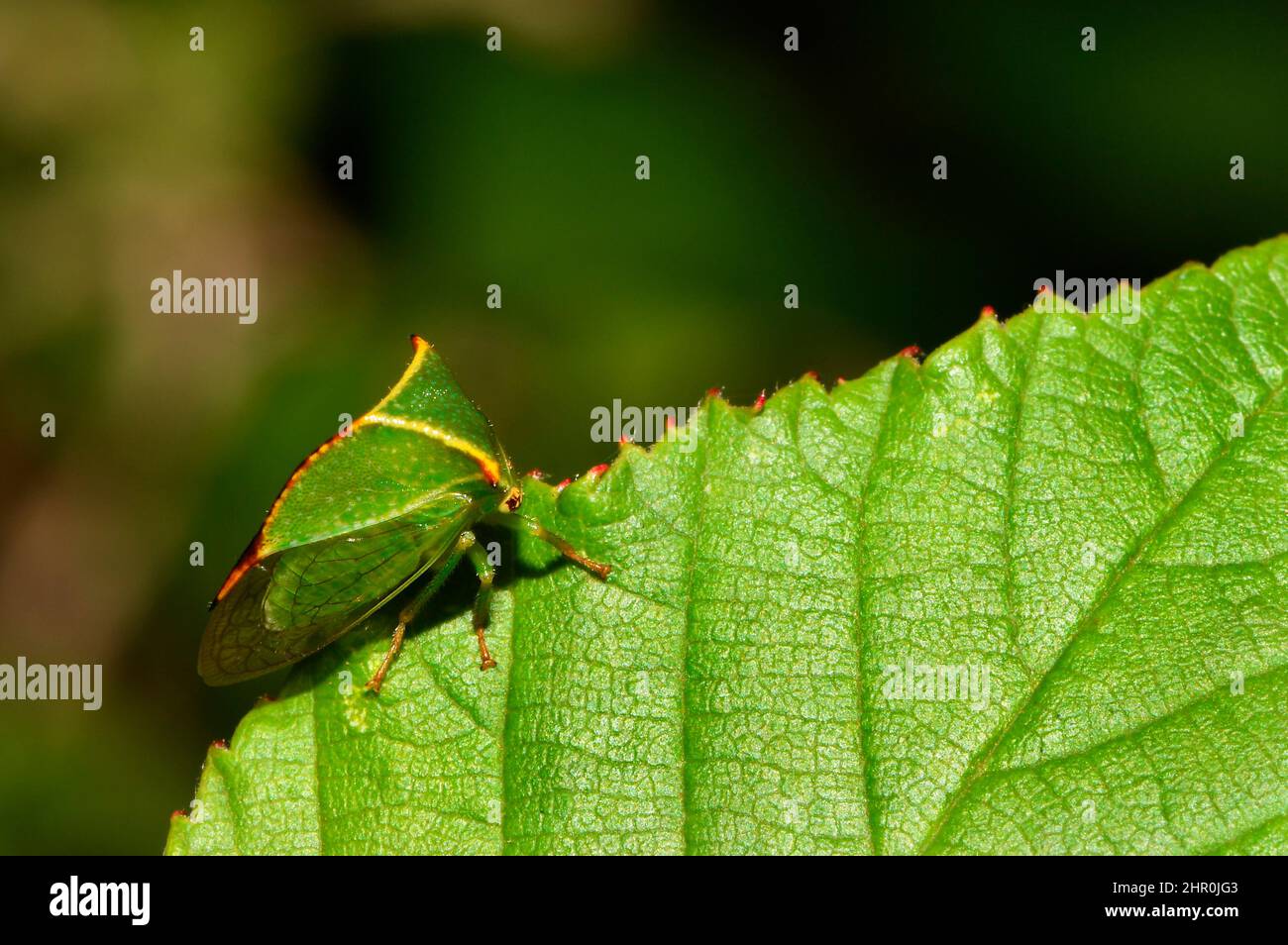 Buffalo treehopper (Stictocephala bisonia) mimicry with the toothed ...