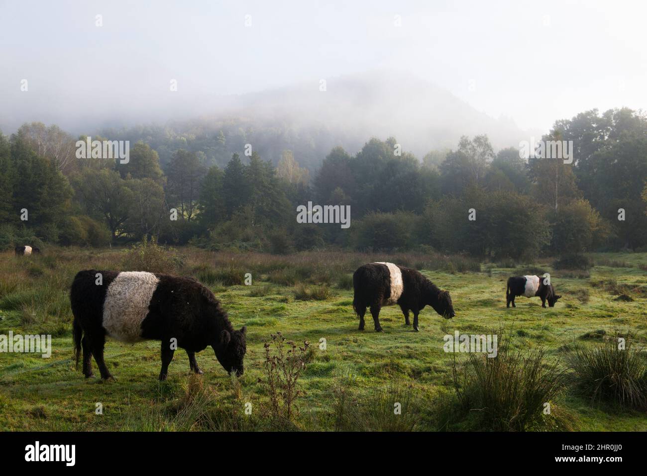 Galloway cows, Vosges du Nord Regional Nature Park, France Stock Photo ...