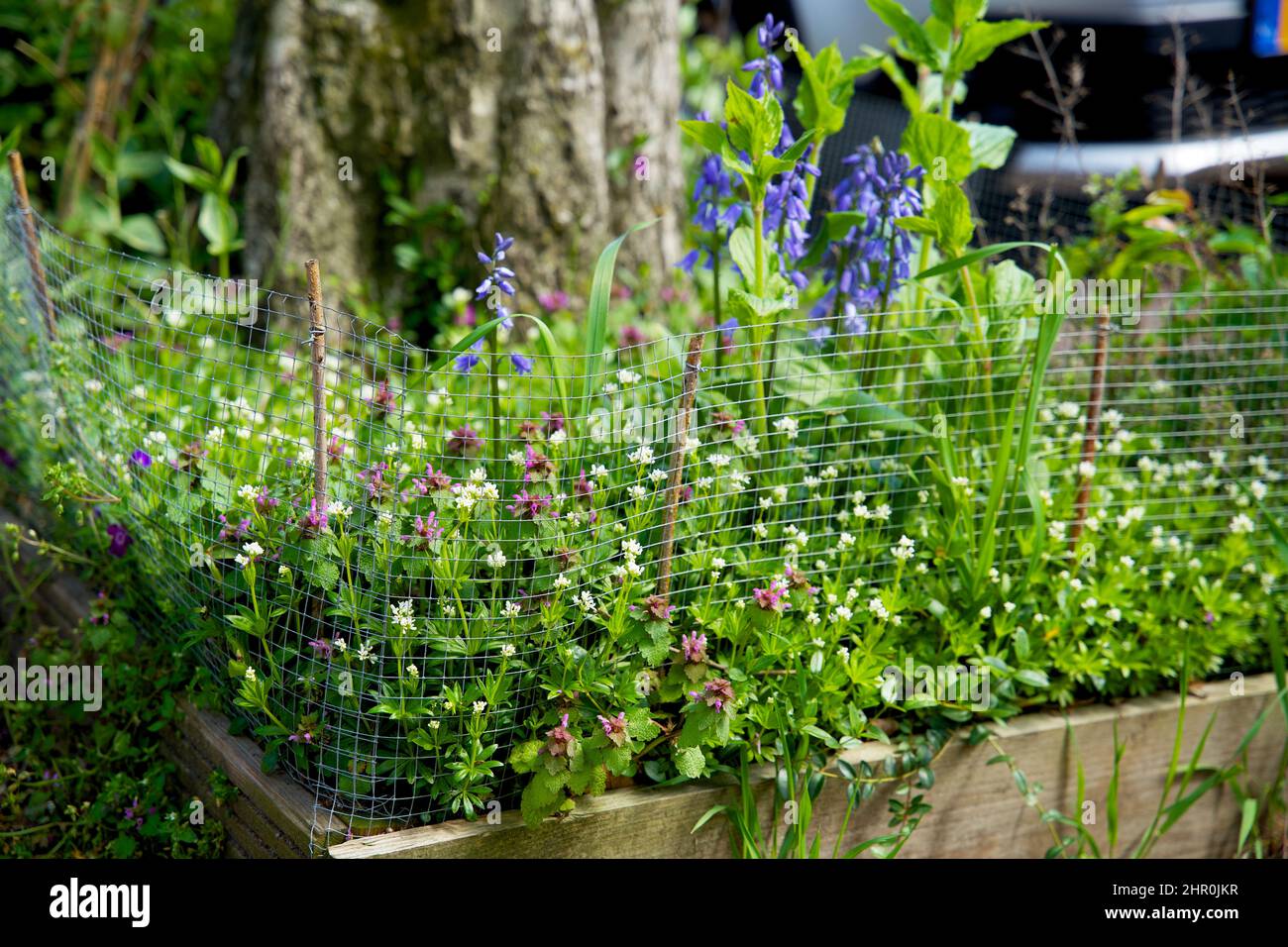 Tiny tree trunk garden around the foot of a tree in the fall in the ...