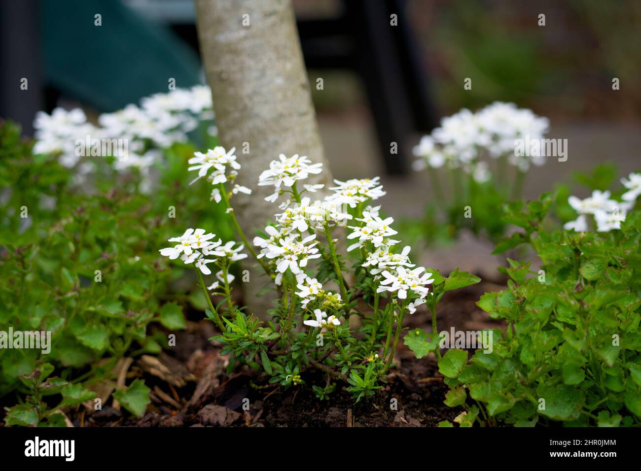 Tiny tree trunk garden around the foot of a tree in the fall in the ...