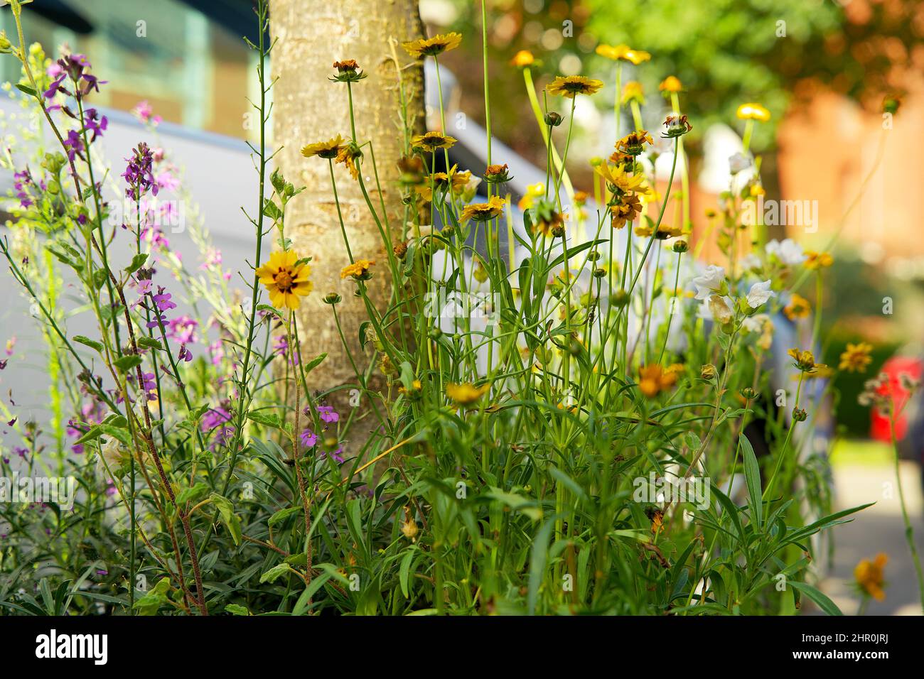 Tiny tree trunk garden around the foot of a tree in the fall in the ...