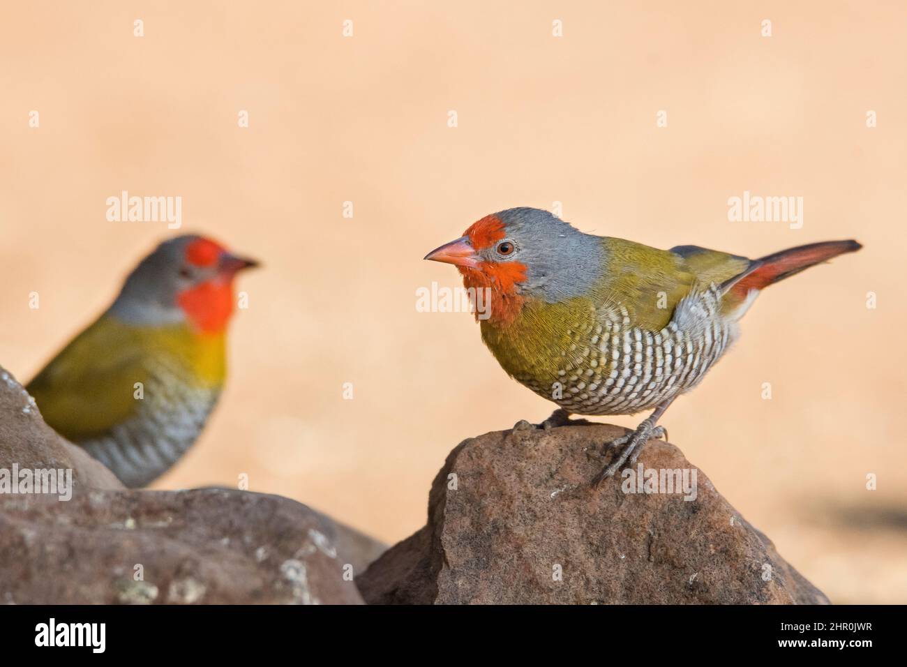 Green-Winged Pytilia (Pytilia melba) on a rock, Namibia Stock Photo - Alamy