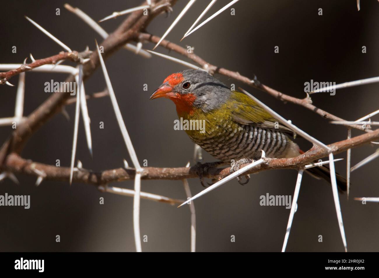 Green-Winged Pytilia (Pytilia melba) on a branch, Namibia Stock Photo ...