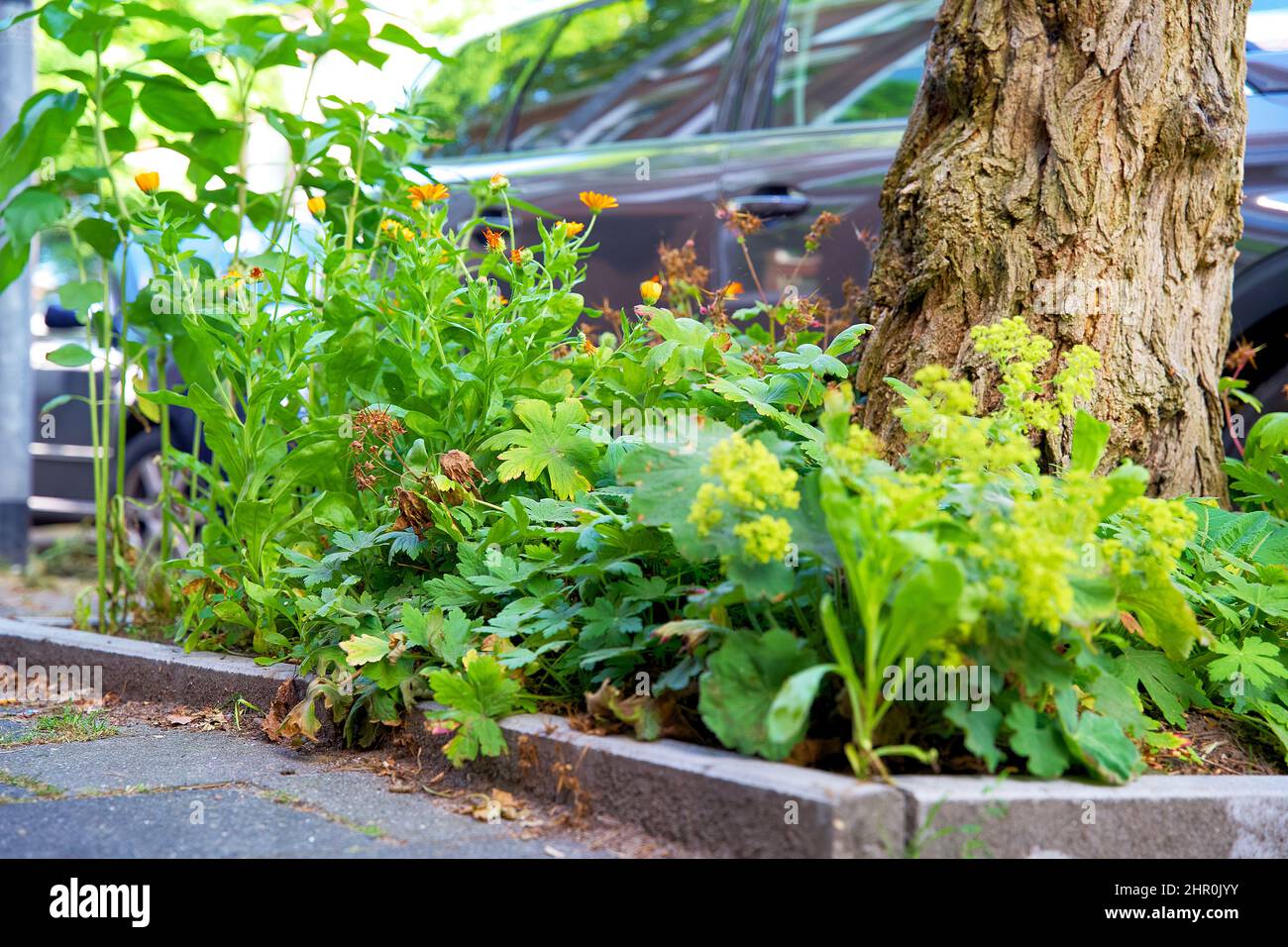 Tiny tree trunk garden around the foot of a tree in the fall in the ...