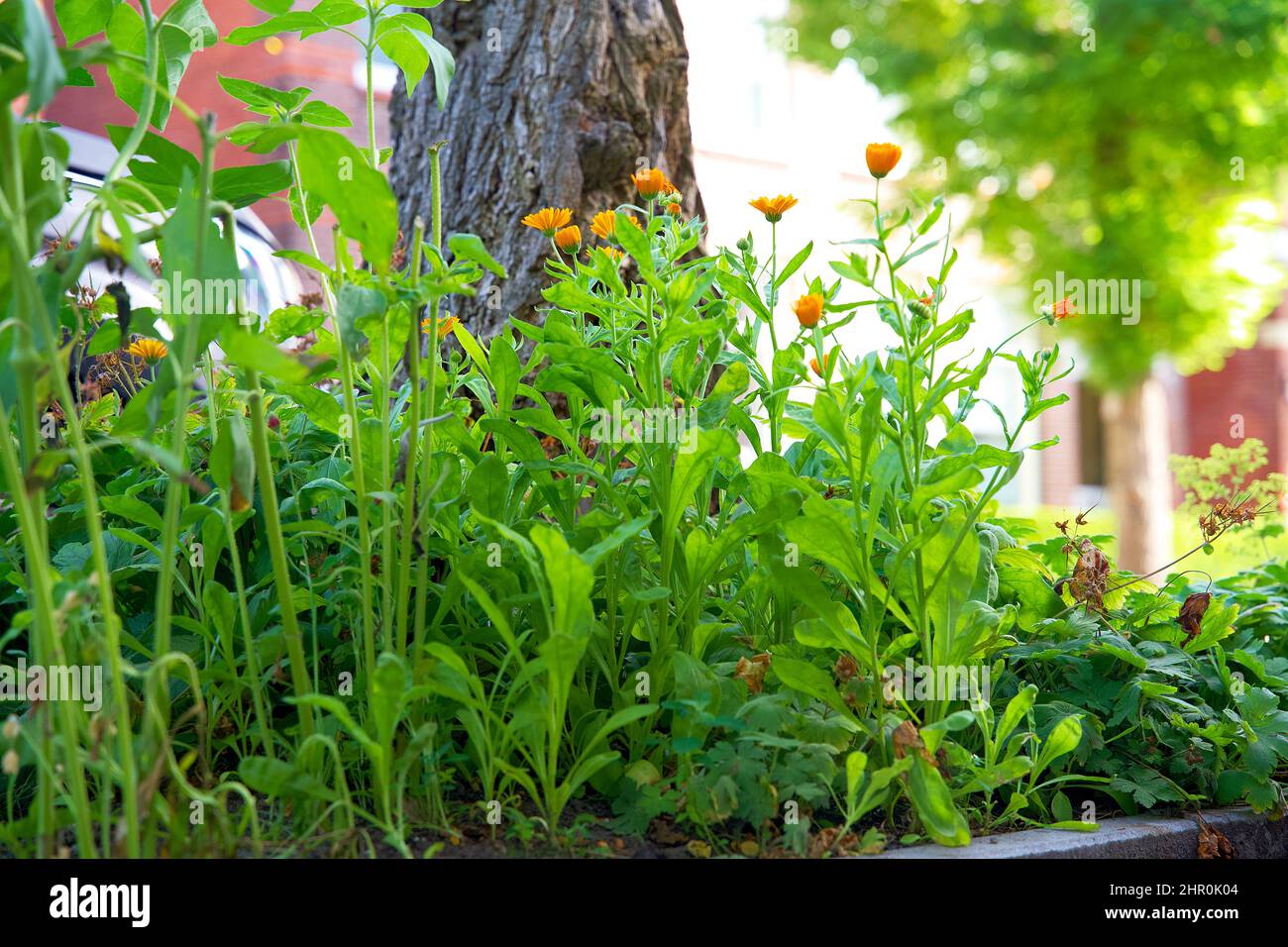 Tiny tree trunk garden around the foot of a tree in the fall in the ...