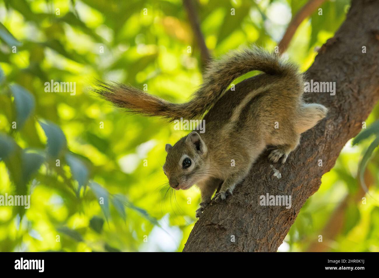 Congo rope squirrel (Funisciurus substriatus) on a branch, Namibie ...