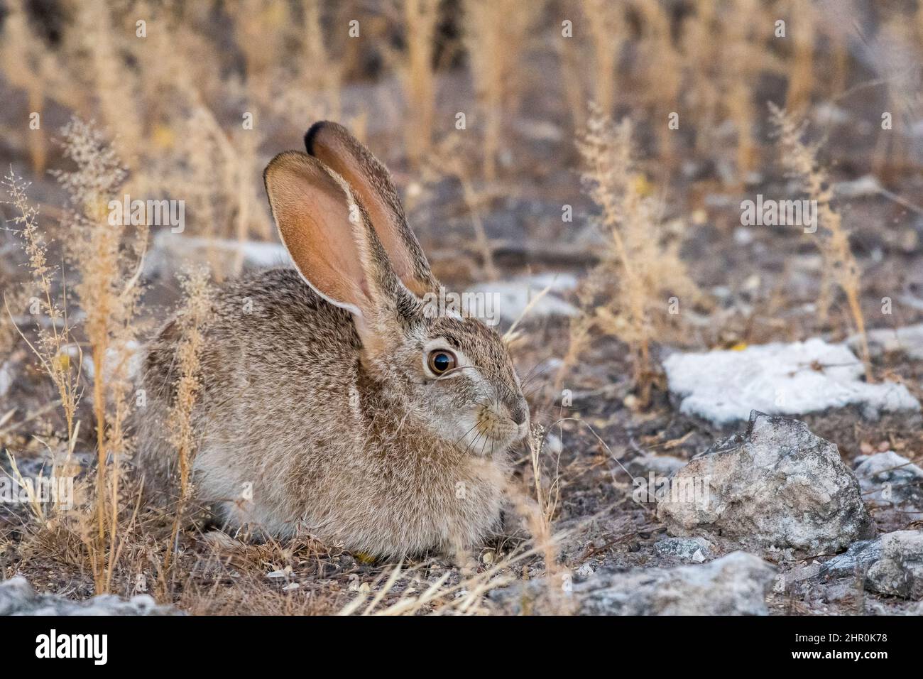 Scrub hare (Lepus saxatilis) at rest, Thakadu bush camp, Botswana Stock ...