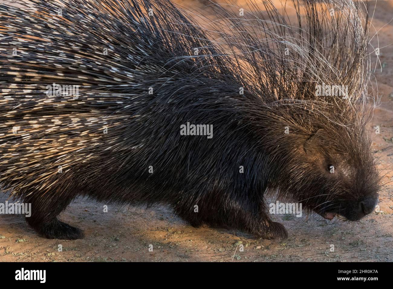 Cap Porcupine (Hystrix africaeaustralis), Zelda guest farm, Namibia ...