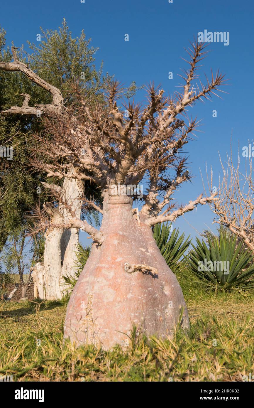 Bottle Tree (Pachypodium lealii), Namibia Stock Photo - Alamy