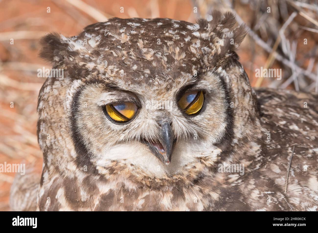 Spotted eagle owl (Bubo africanus), at rest, Namibia Stock Photo - Alamy
