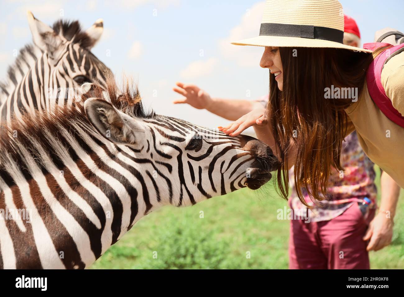 Female tourist with beautiful zebra in wildlife sanctuary Stock Photo ...