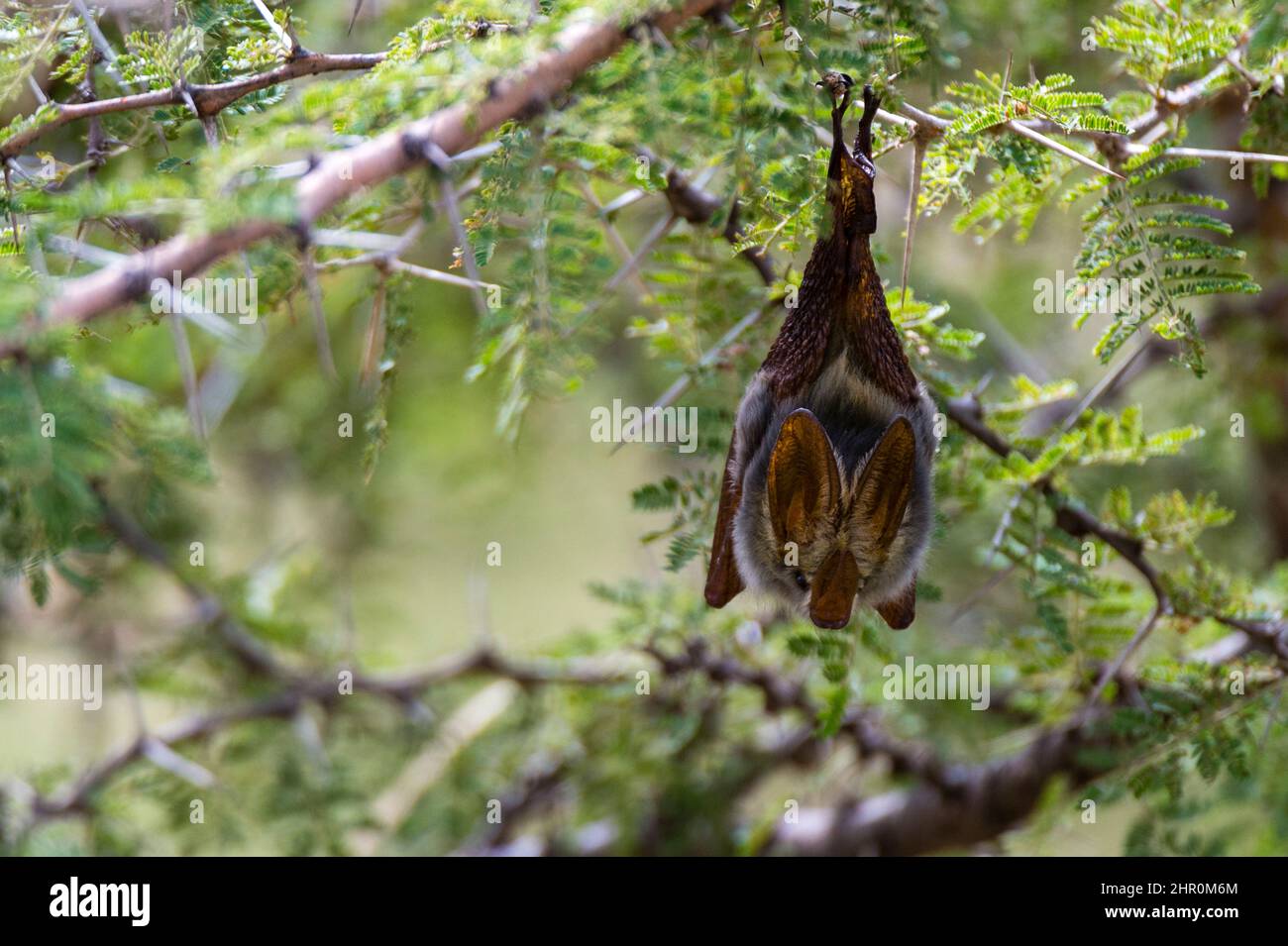 A Yellow-winged bat, Lavia frons, hangs upside down from an acacia tree ...