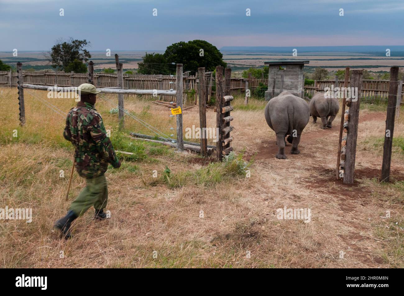 A white rhinoceros, Ceratotherium simum, in Masai Mara Rhino Sanctuary ...