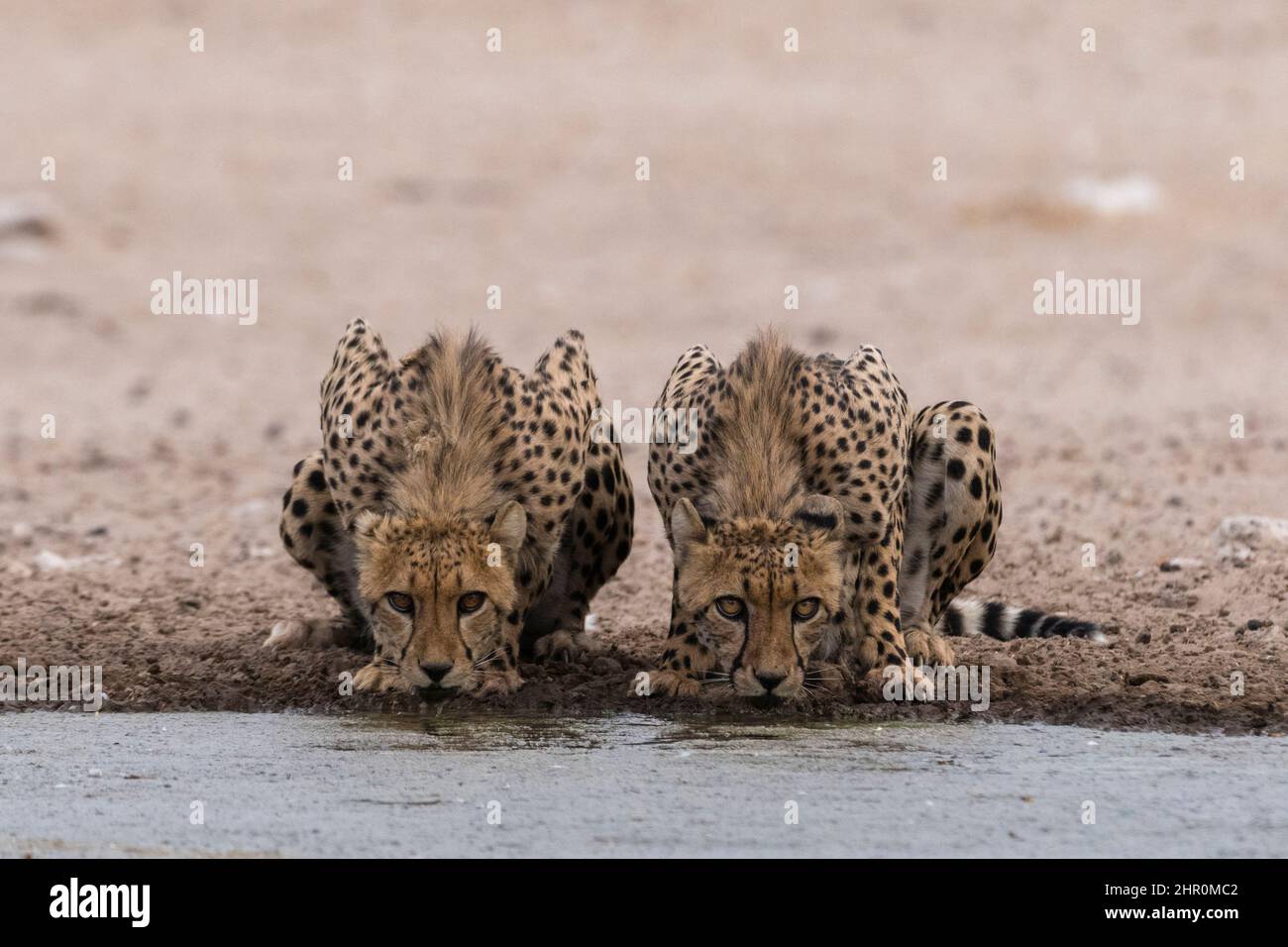 Cheetah cheetahs stretch stretching hi-res stock photography and images ...