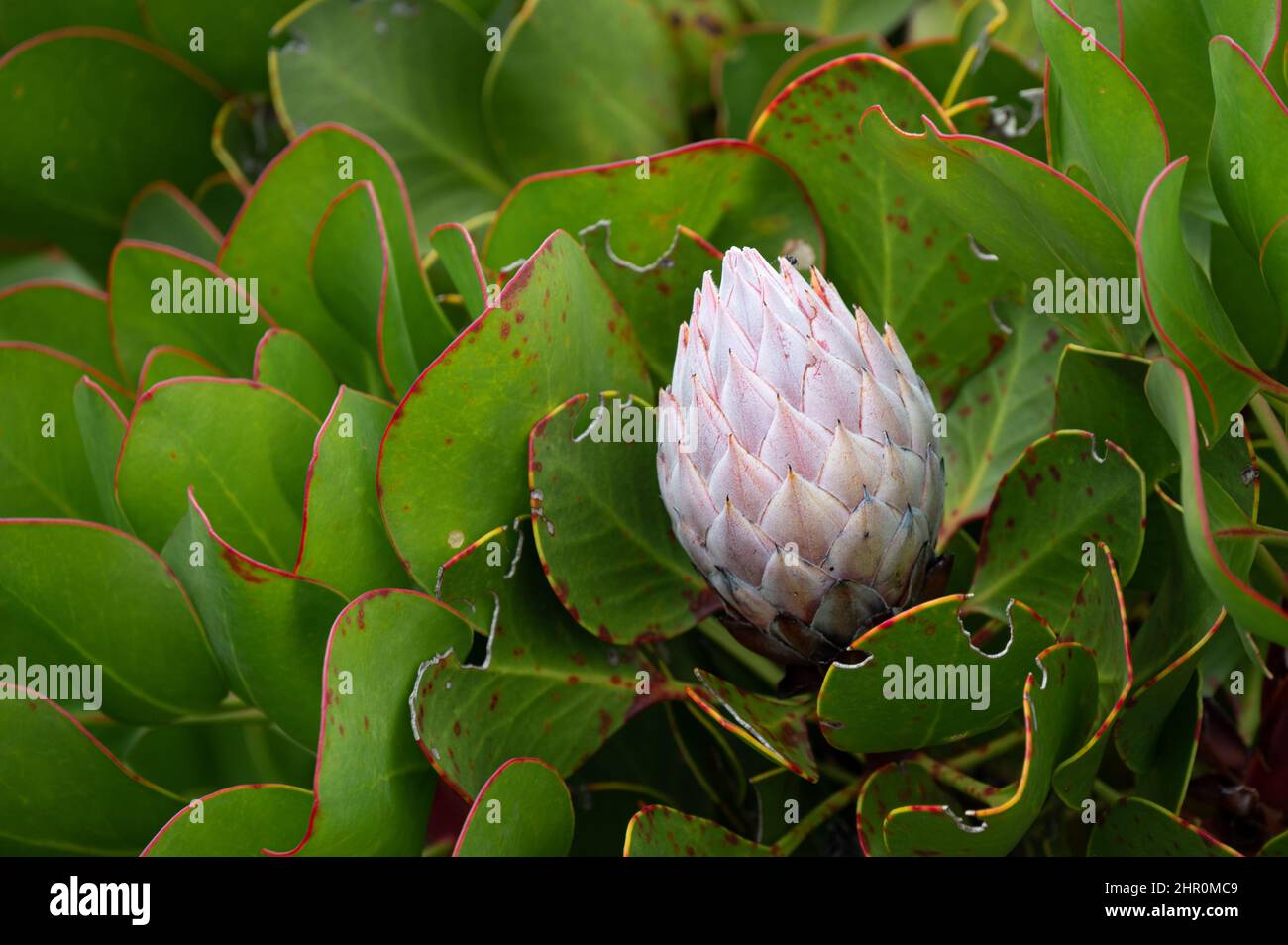 Silver tree on Table Mountain in Cape Town Stock Photo - Alamy