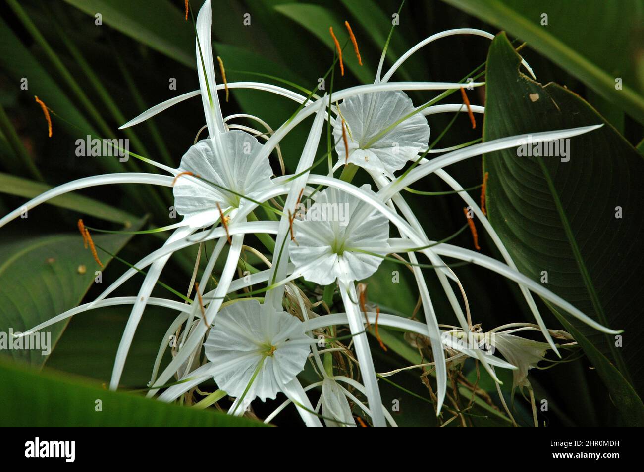 Ismene, Hymenocallis festalis, Siem Reap, kingdom of Cambodia ...