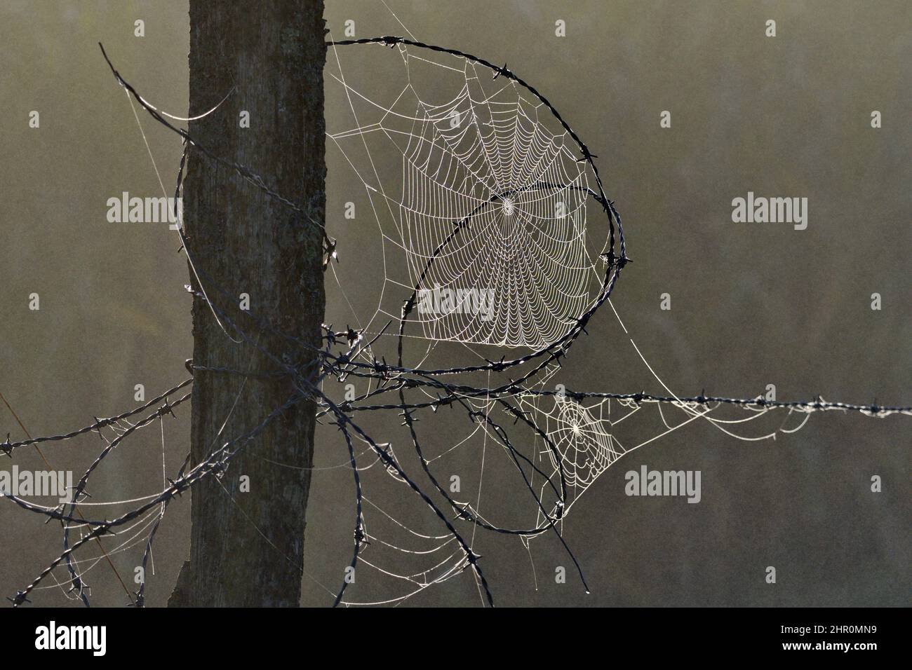 Spider Web Of Wires High Resolution Stock Photography and Images - Alamy