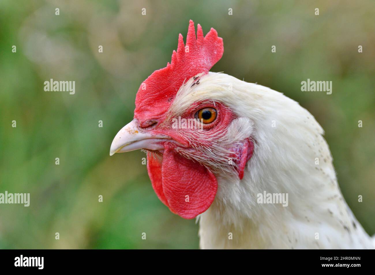 Portrait of a chicken, poultry, France Stock Photo - Alamy