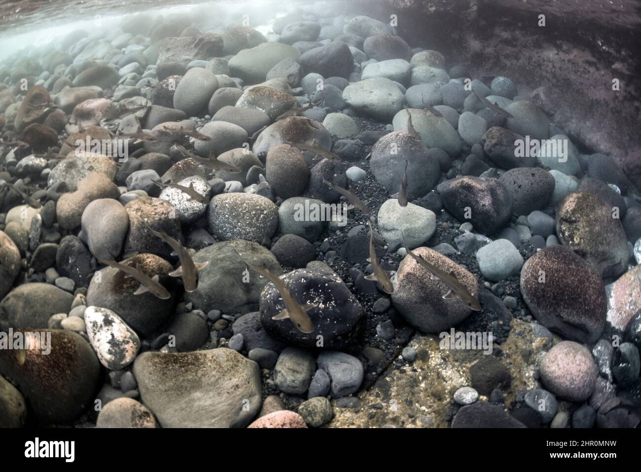 Common smooth-hound (Mustelus mustelus). In the Canary Islands the ...
