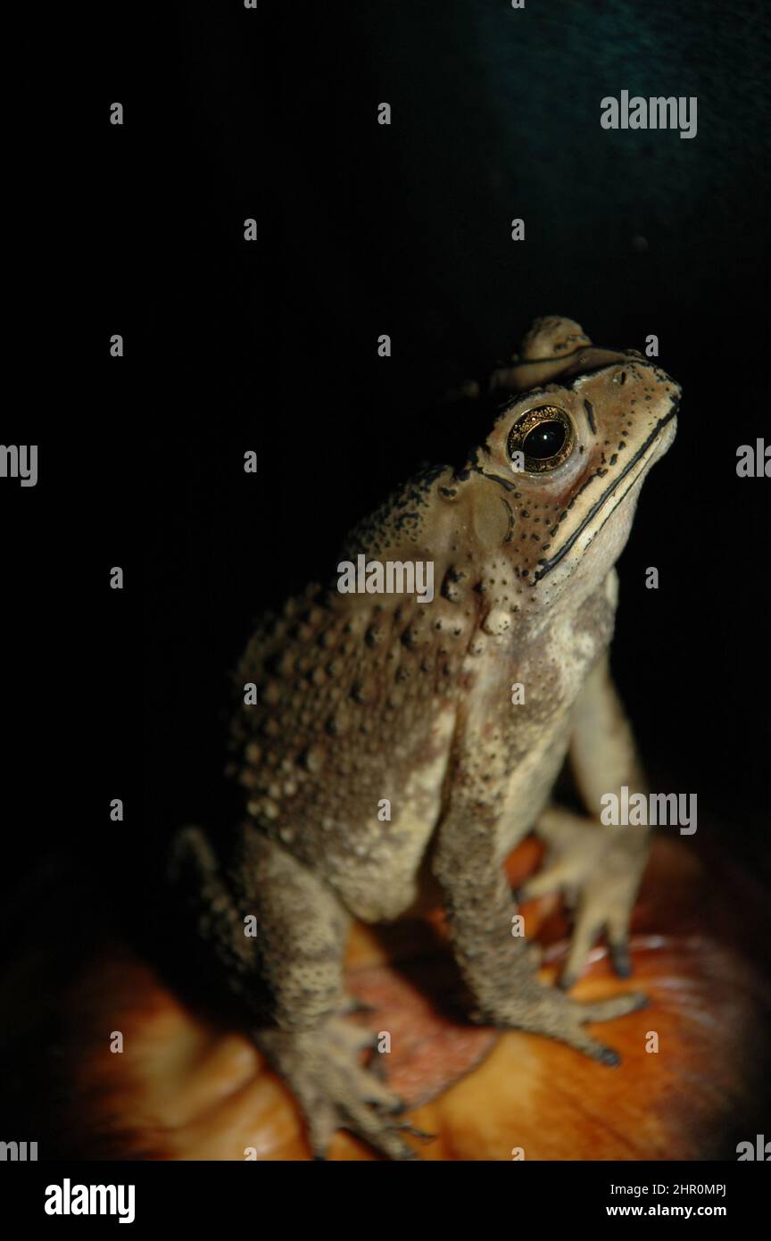 Angry frog hi-res stock photography and images - Alamy