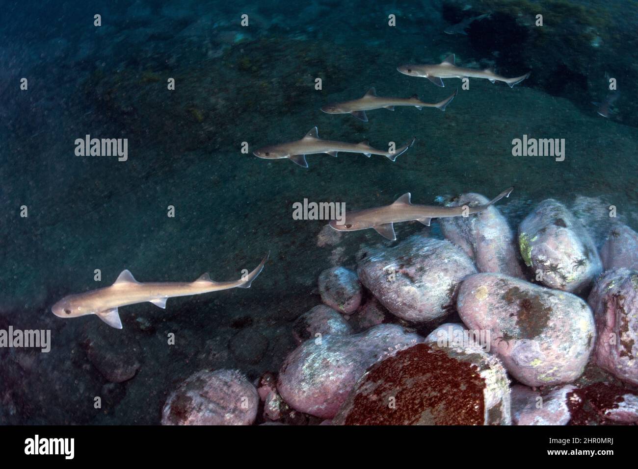 Common smooth hound mustelus mustelus hi-res stock photography and ...