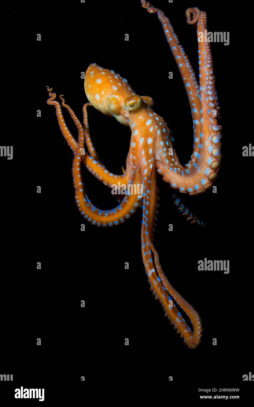 White spotted octopus (Octopus macropus) on black background. Marine ...